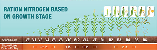 The Andersons Food | Organics: Nitrogen in Corn