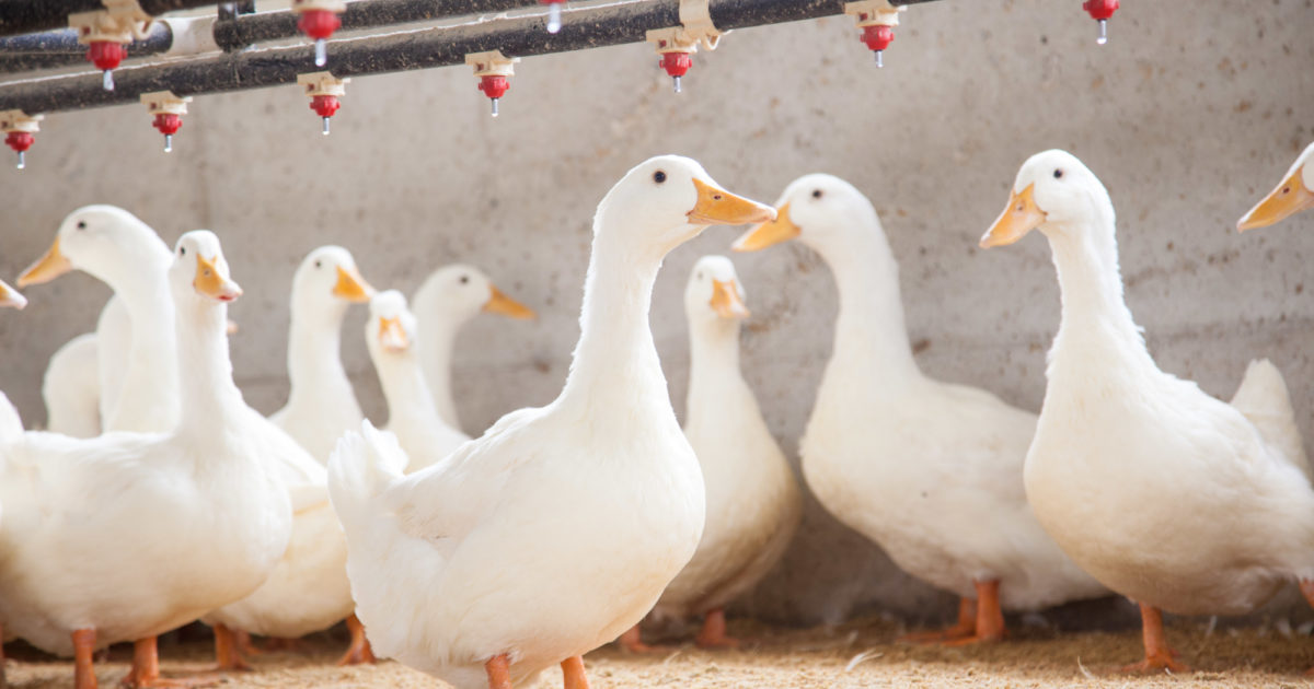 Duck Production Tips and News | INDUX Duck Production System