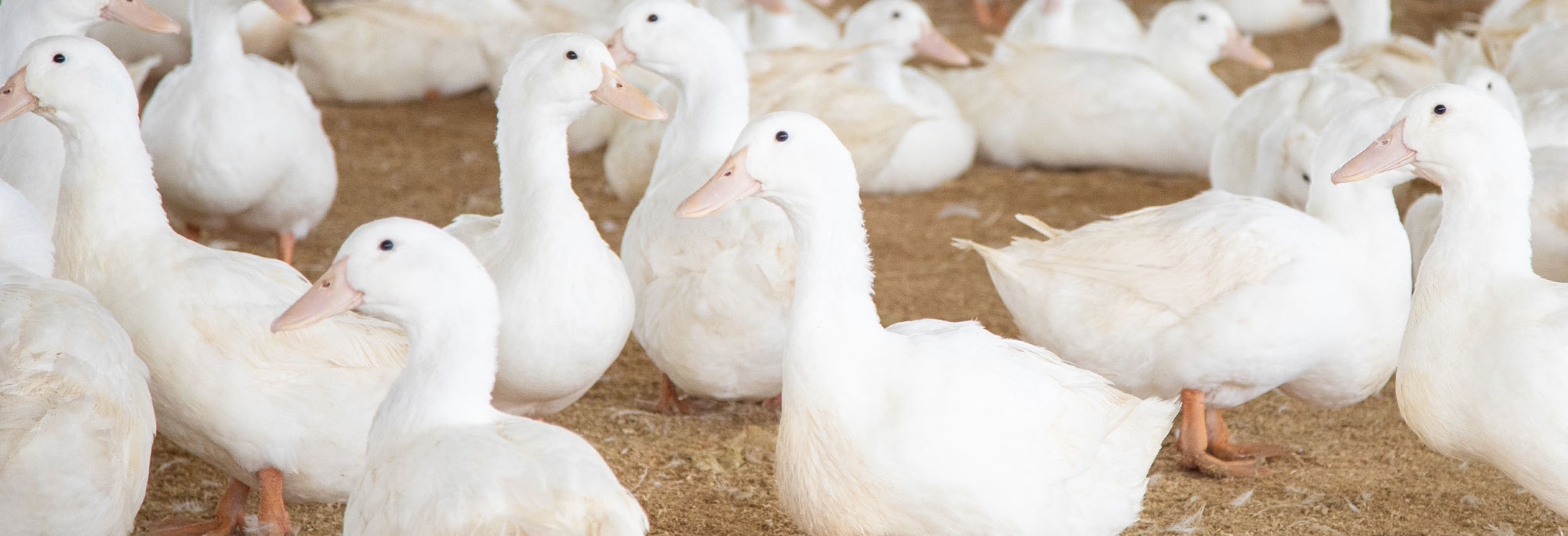 Duck Production Tips and News | INDUX Duck Production System