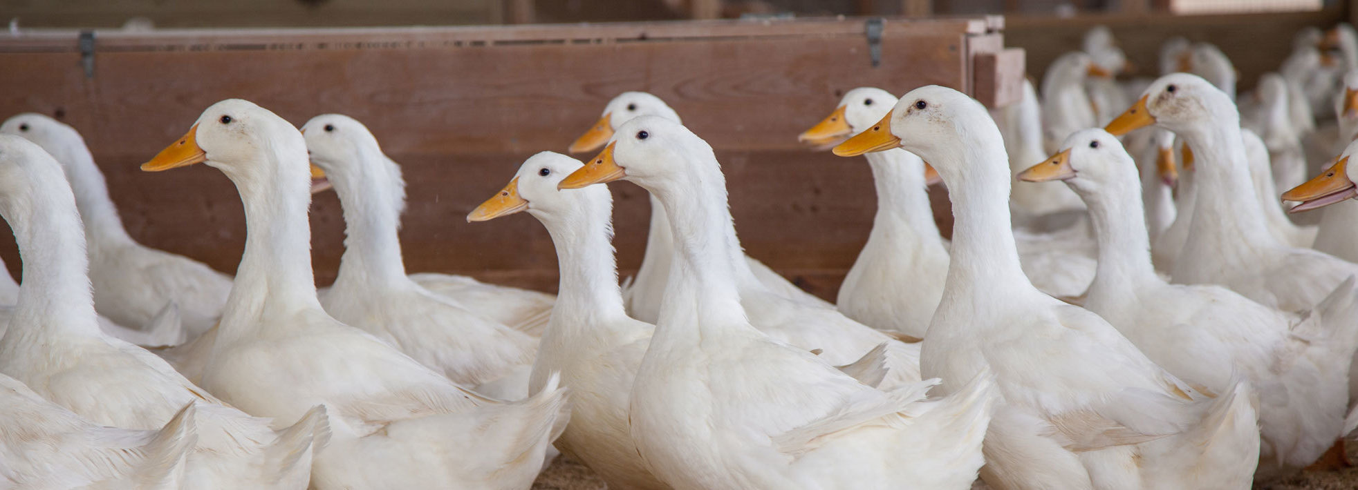 Buy Duck Breeding Stock or Meat Ducks | INDUX Duck Production System