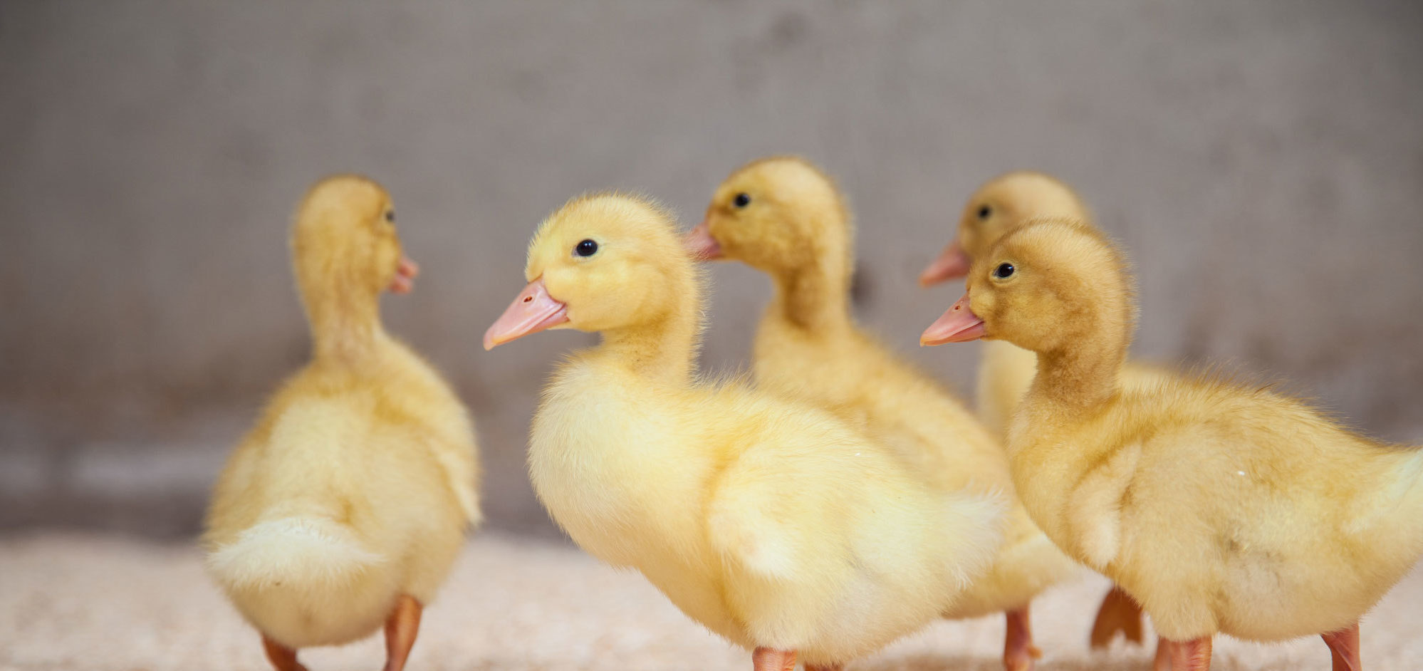 Duck Production Products and Services | INDUX Duck Production System