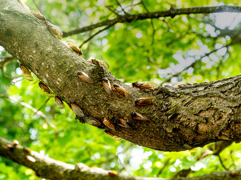 How to Keep Cicadas Under Control
