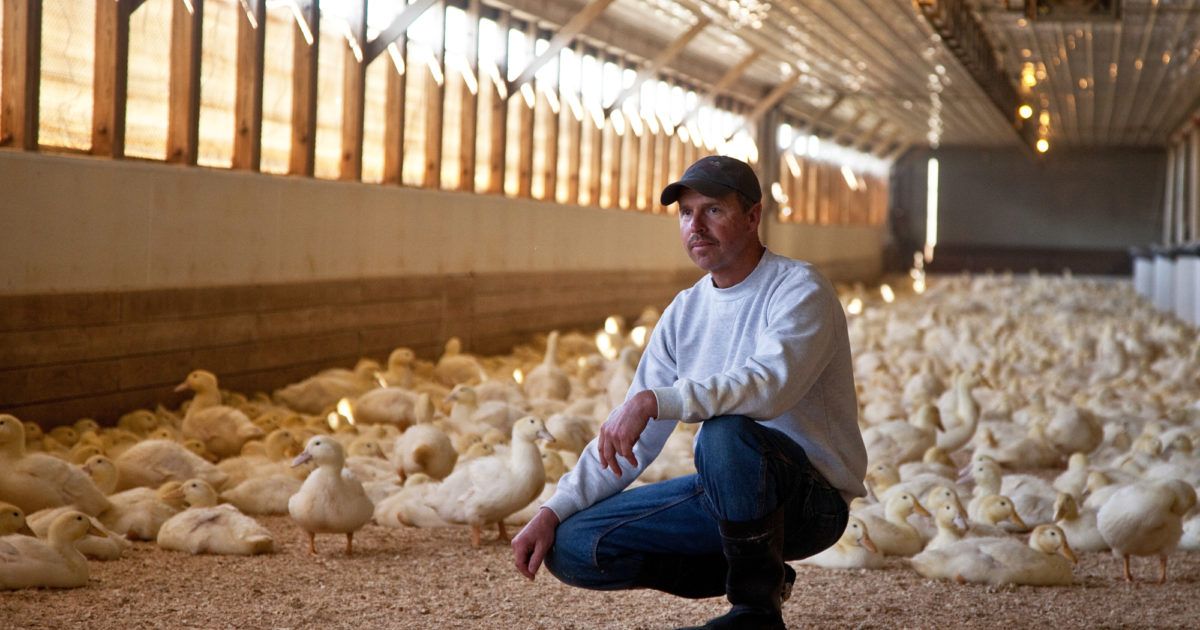 Farm-Raised Duck | Maple Leaf Farms