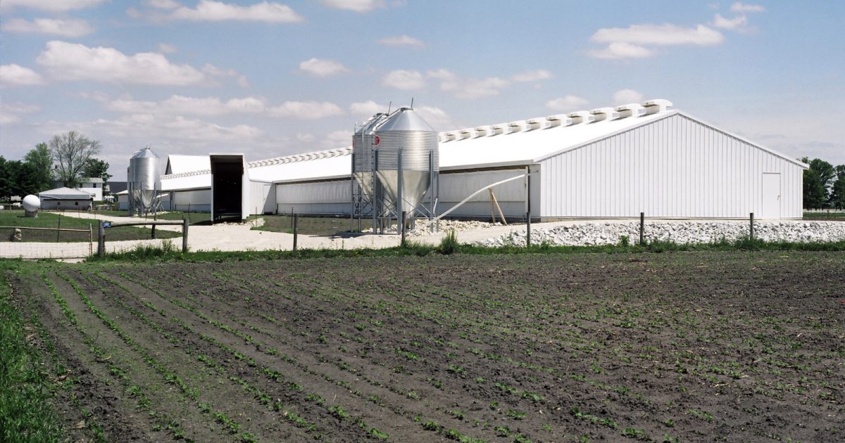 Maple Leaf Farms | Duck Farming: Is Free Range Really a Better Option?