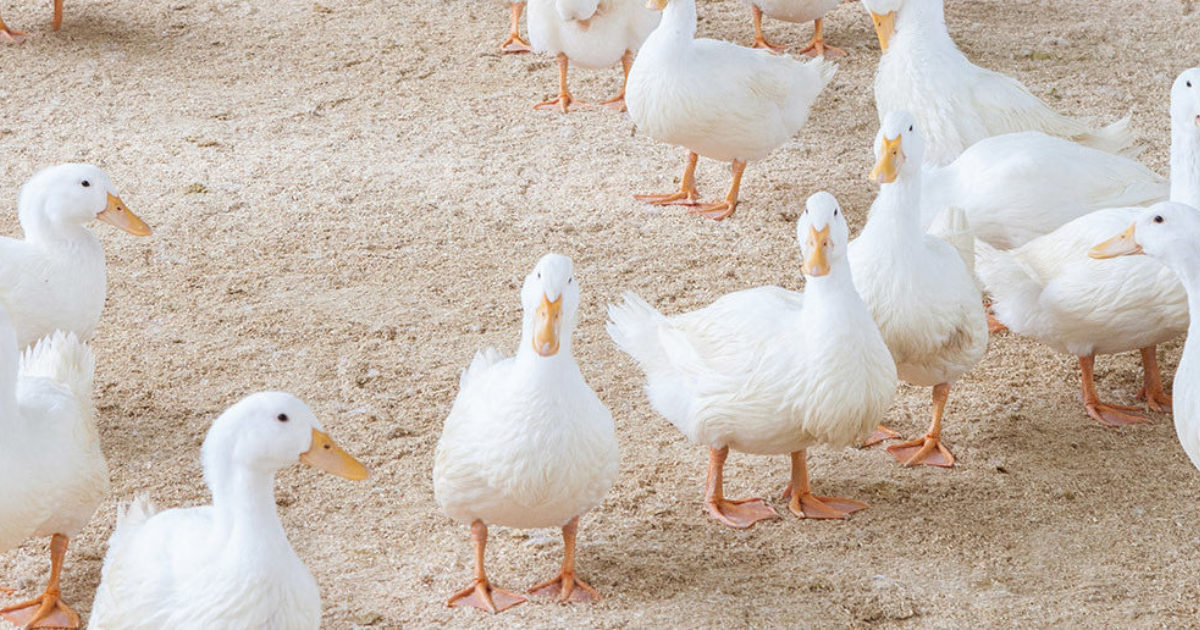 Duck Farm | Maple Leaf Farms