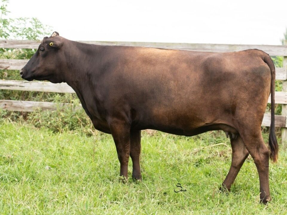 Weaning | American Wagyu Association