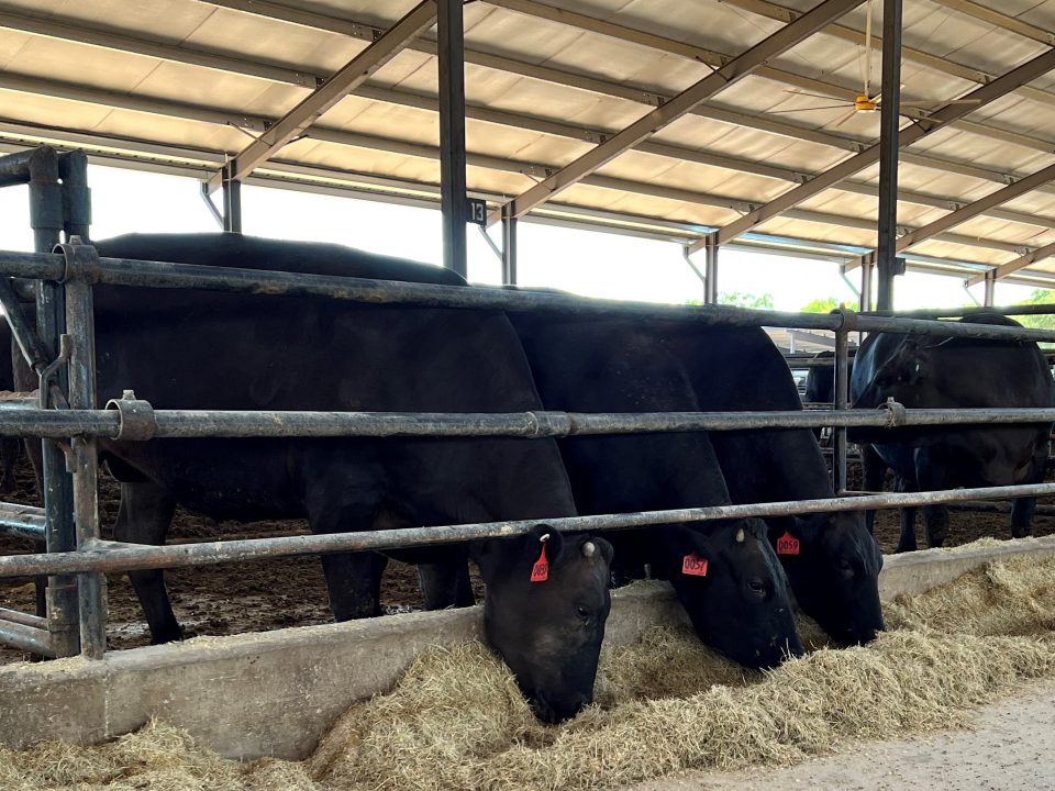 Yearling | American Wagyu Association