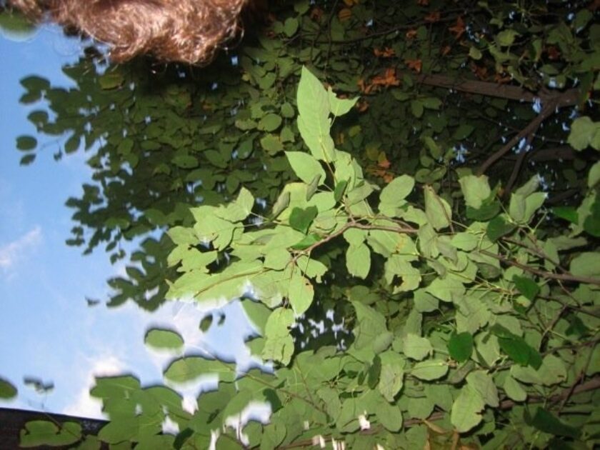 BOMB Magazine | The Miracle Cures of Dr. Aira