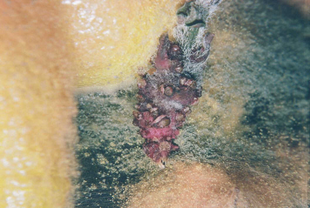 BOMB Magazine | Yair Oelbaum by Max Levin