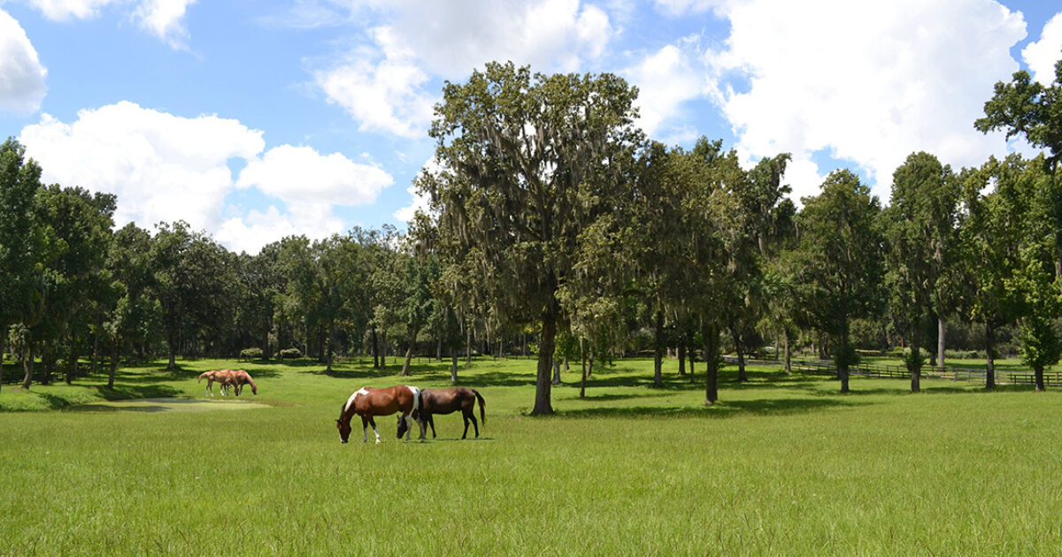 Budget Travel | Ocala