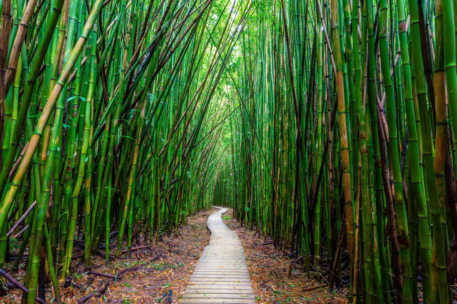 Best Sellers - The Collection - Cameron Nelson Gallery