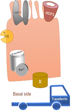 Iron deficiency anemia