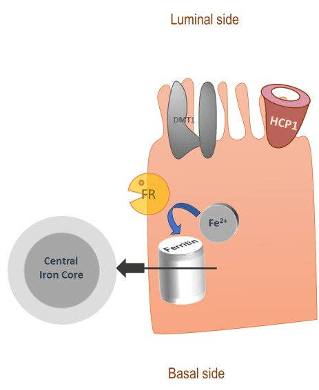 Iron deficiency anemia