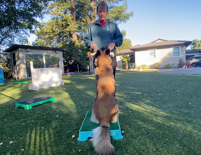 The High Drive Dog - Training with Denise Fenzi