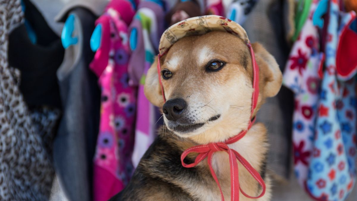 Color Therapy for Pets