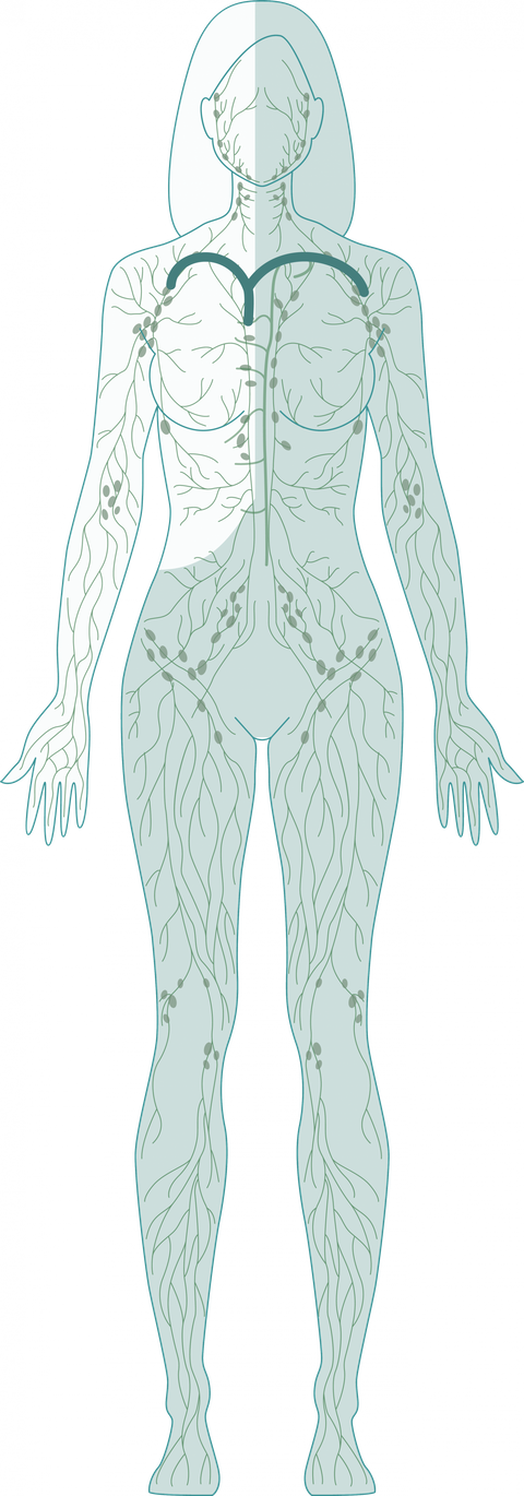 Lymfsystemet.se | För din lymfhälsa