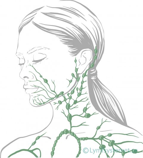 Om lymfsystemet | Lymfsystemet.se