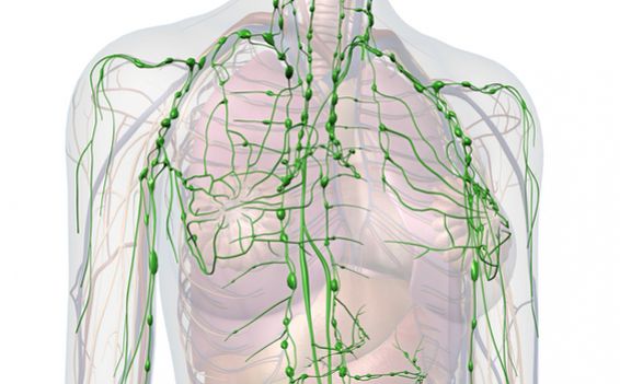 Om lymfsystemet | Lymfsystemet.se