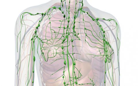 Om lymfsystemet | Lymfsystemet.se