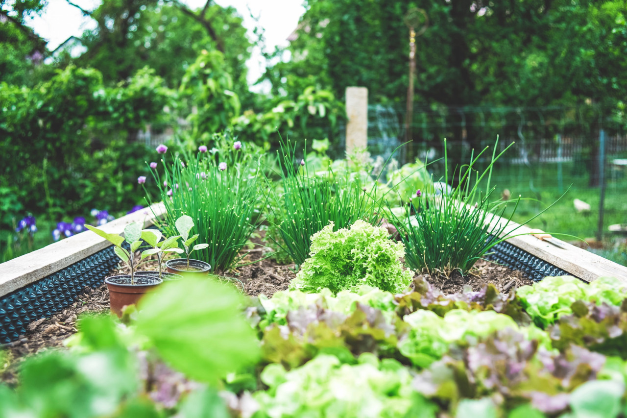 Grow Your Greens