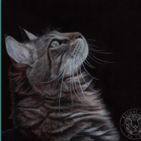 Learn to Draw with Colour Pencil - My Patreon