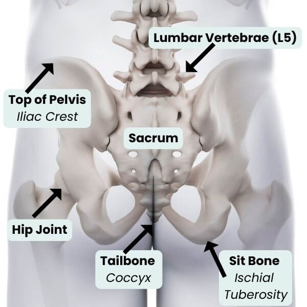 Neutral Pelvis in Yoga is Bio-mechanical Magic