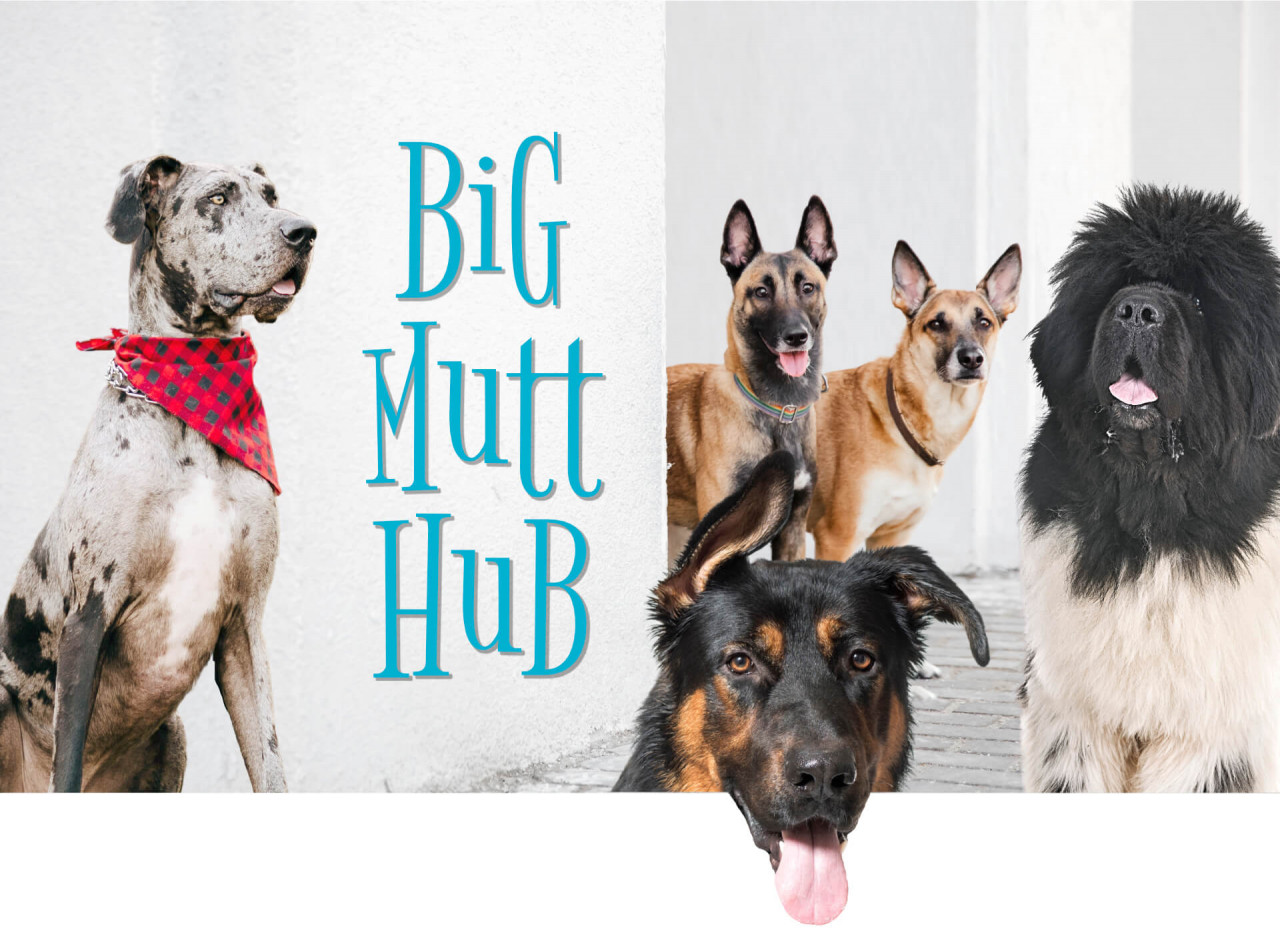 The Big Mutt Hub