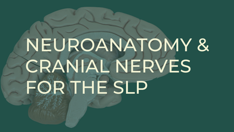 Neuroanatomy and Cranial Nerves for the SLP | The Modern MedSLP