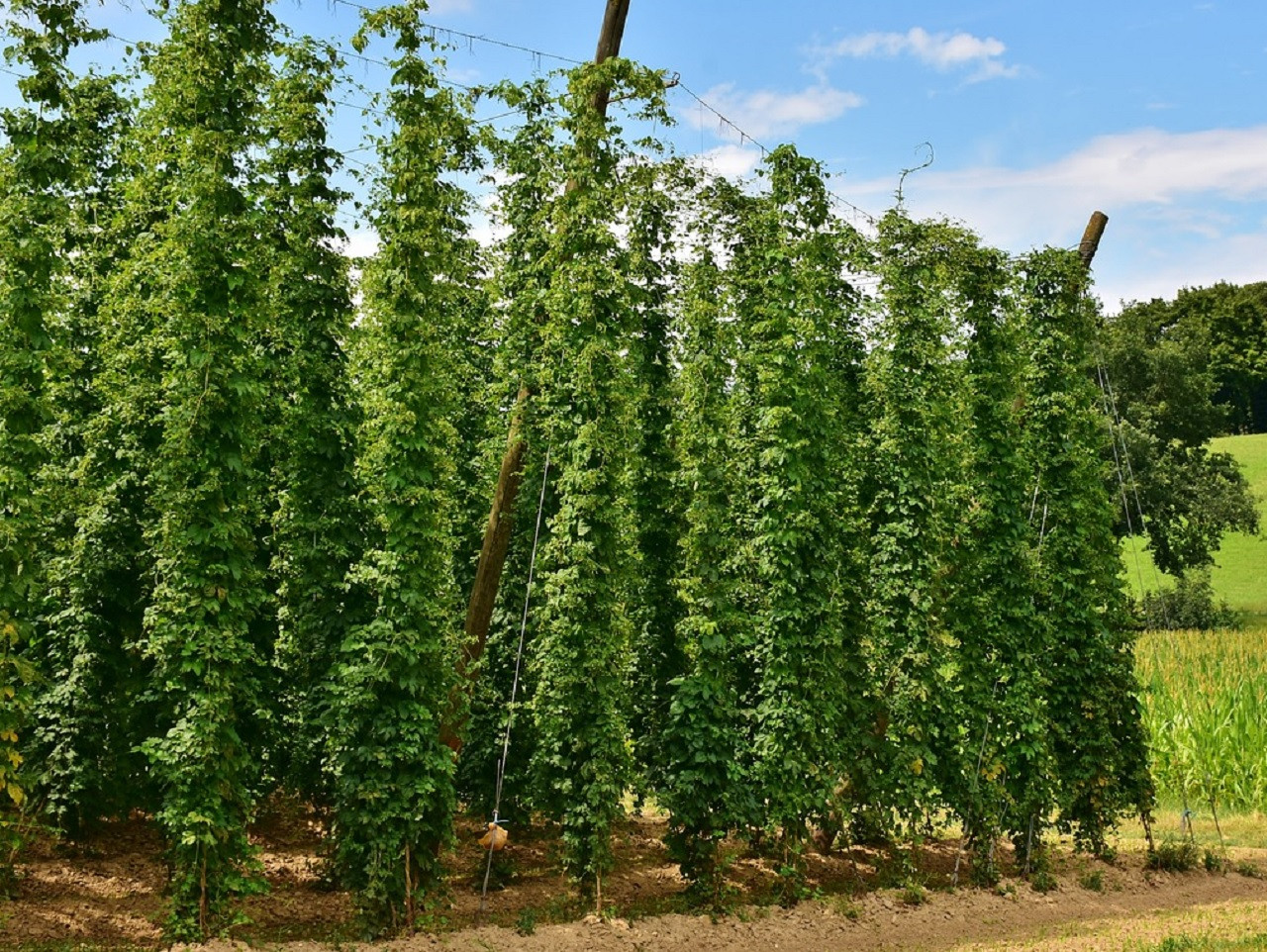 Desert Vines for Edible Fruits