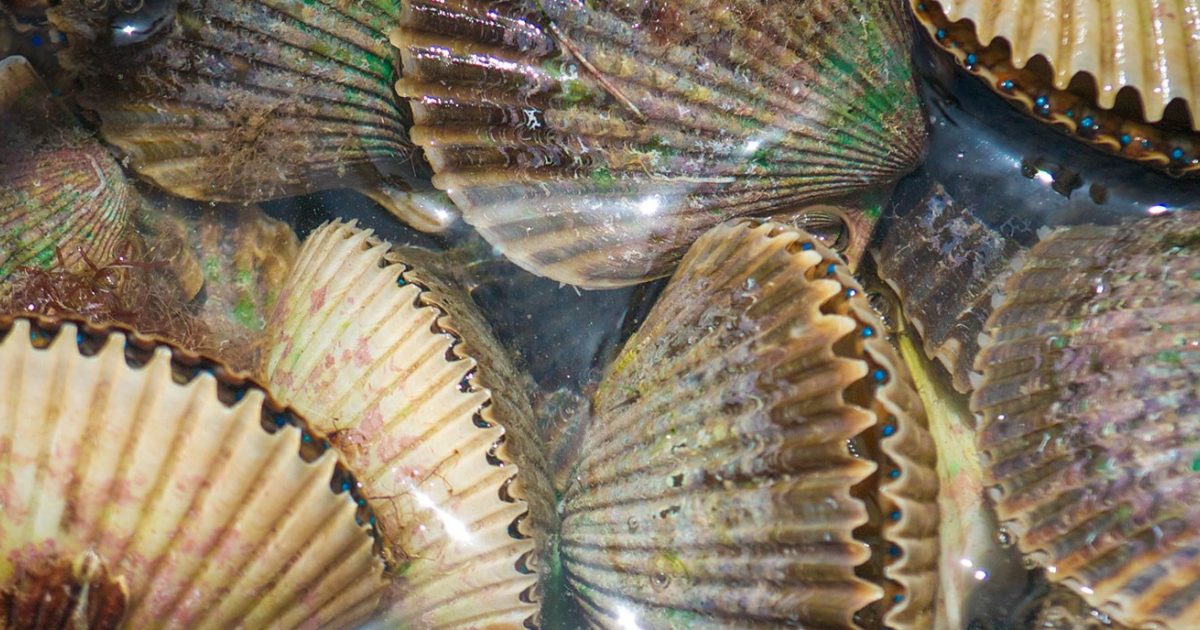 Scalloping in Summertime | Discover Crystal River