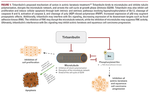 INDIVIDUAL ARTICLE: Tirbanibulin 1% Ointment: The Mechanism of Action ...