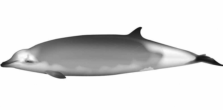 BALLENA PICUDA: La NUEVA ESPECIE De Ballena DESCUBIERTA En Nueva ...