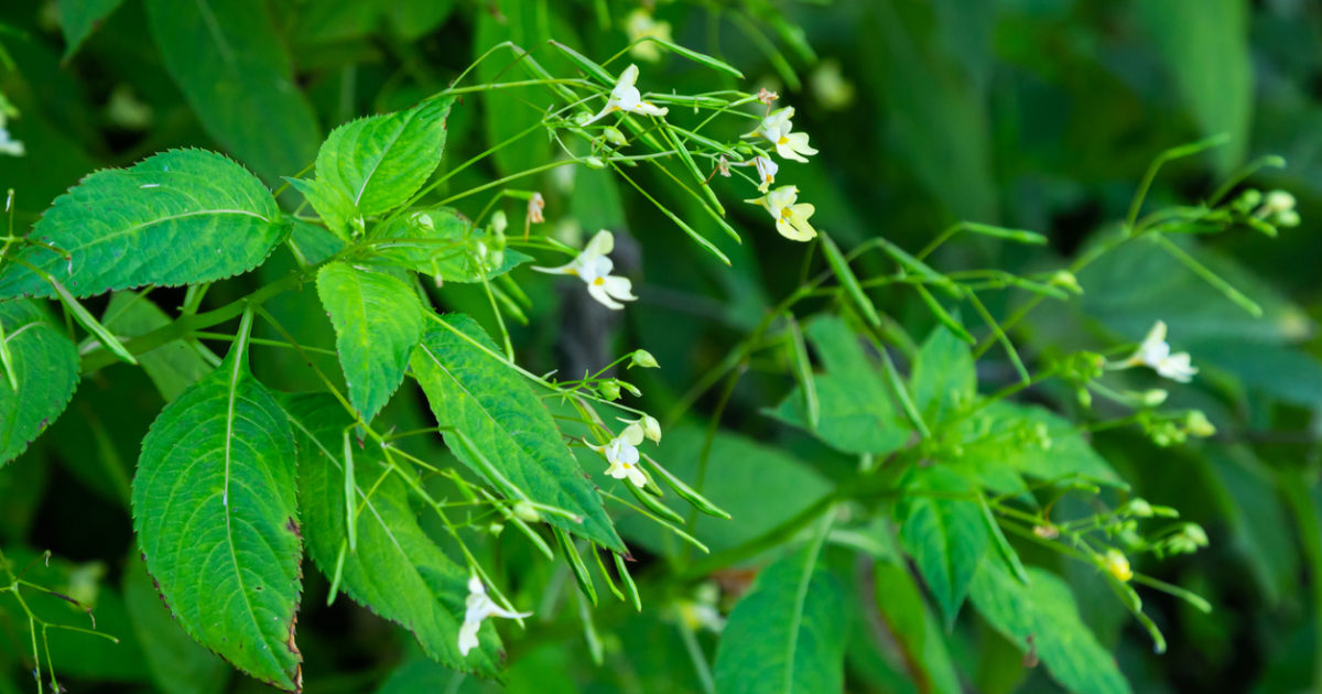 Balsam oil, Peru (Myroxylon pereirae Klotzsch) | The Fragrance Conservatory
