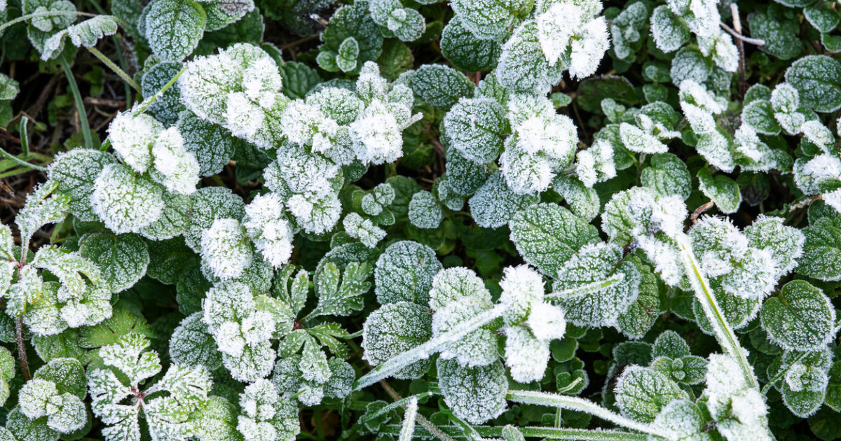 Menthol | The Fragrance Conservatory