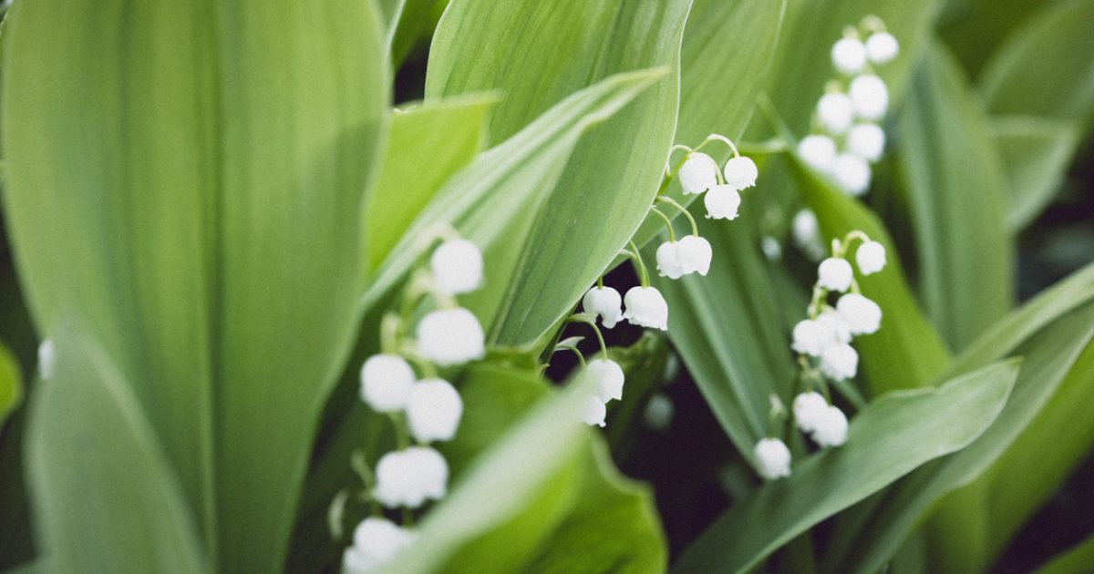 Lilial | The Fragrance Conservatory