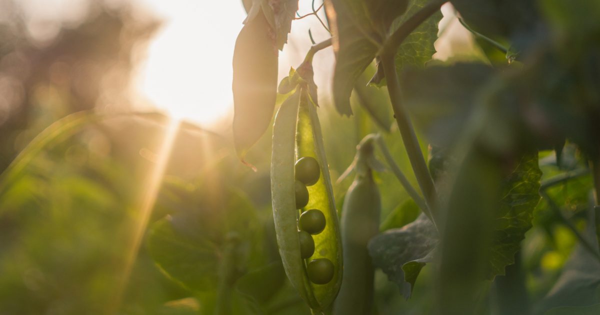 Propionaldehyde | The Fragrance Conservatory