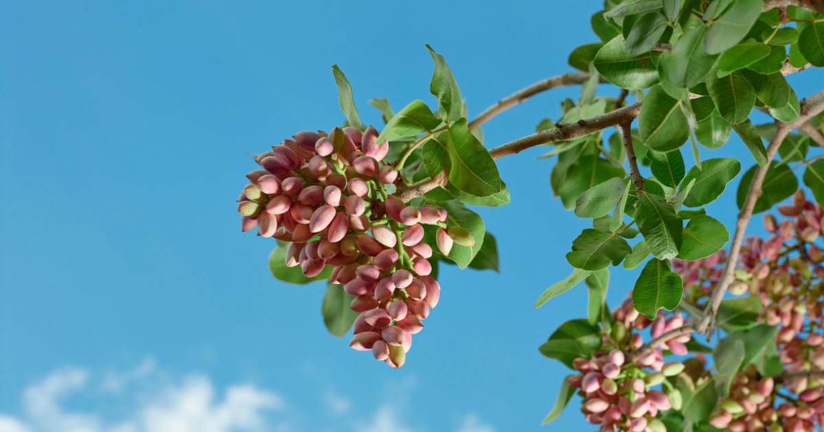 Citral | The Fragrance Conservatory