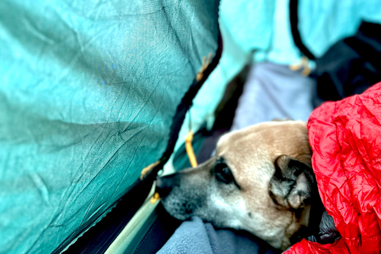 Kamp-Rite Oversize Tent Cot Review: An Affordable Alternative to a ...