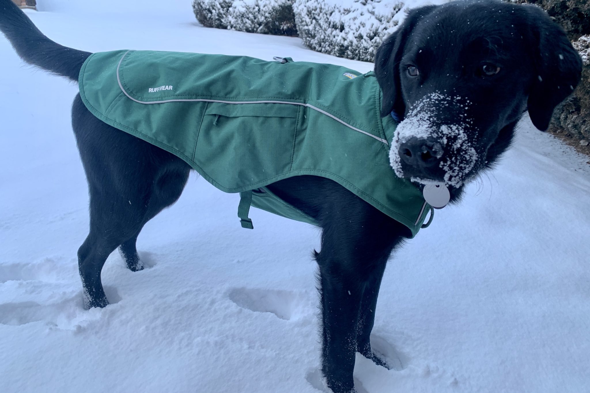 Ruffwear Overcoat Fuse Review: Clever Jacket-Harness Combo for Dogs ...