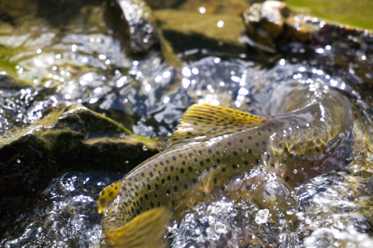 How to Fish in Yellowstone: Everything You Need to Know