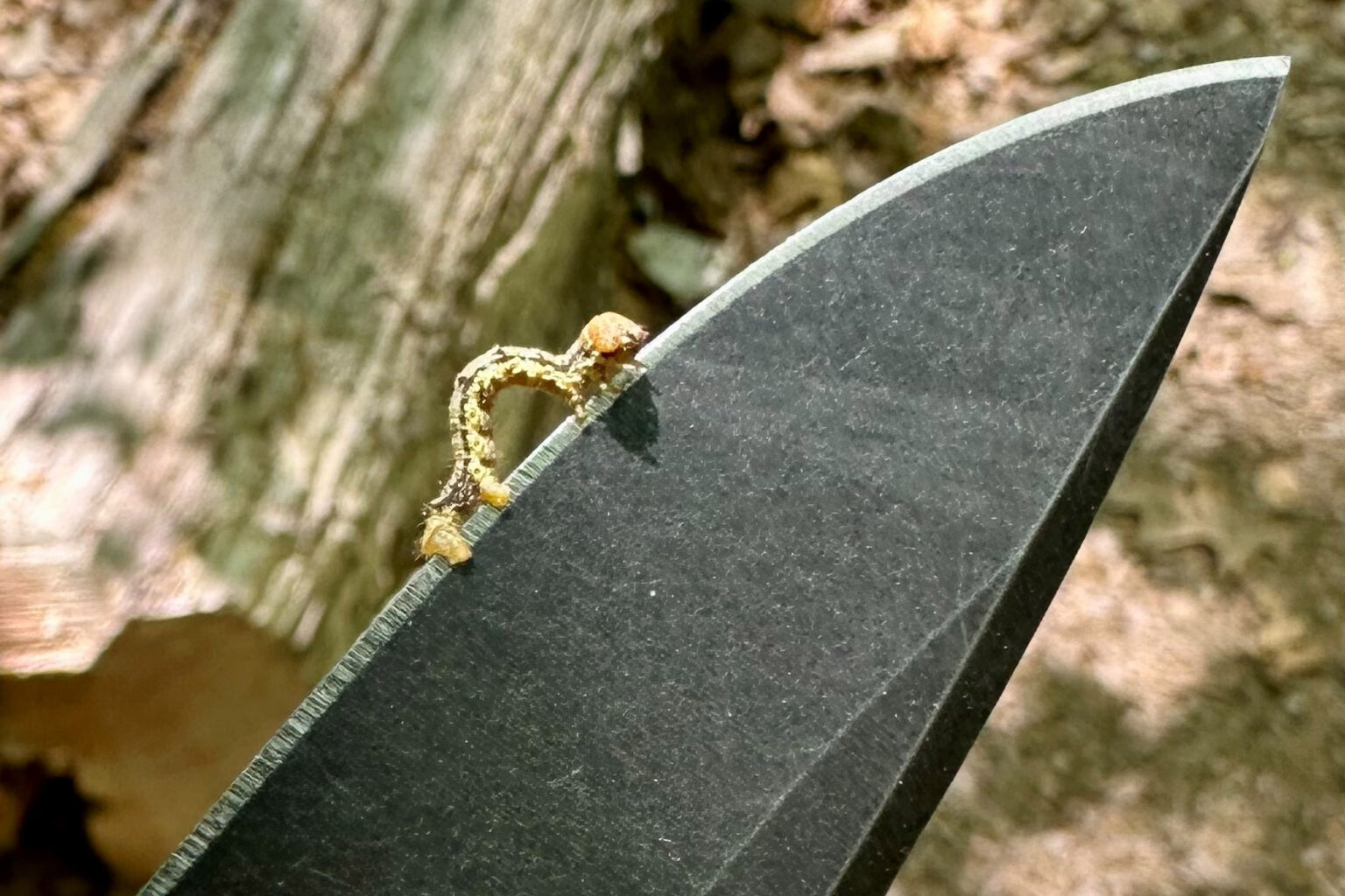 Benchmade’s Best Knife of 2023: CLA MagnaCut Automatic Review | GearJunkie