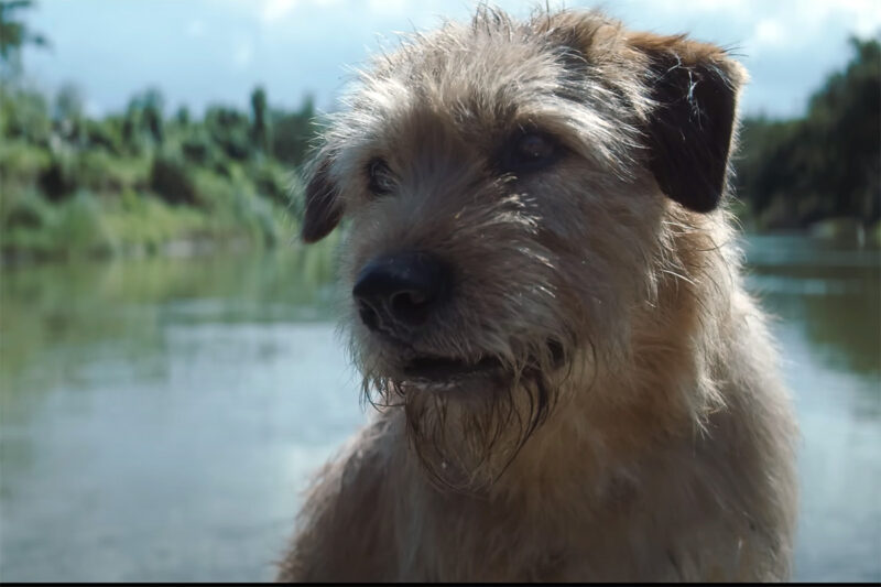 In 'Arthur the King,' Mark Wahlberg Brings Story of Adventure Racing ...