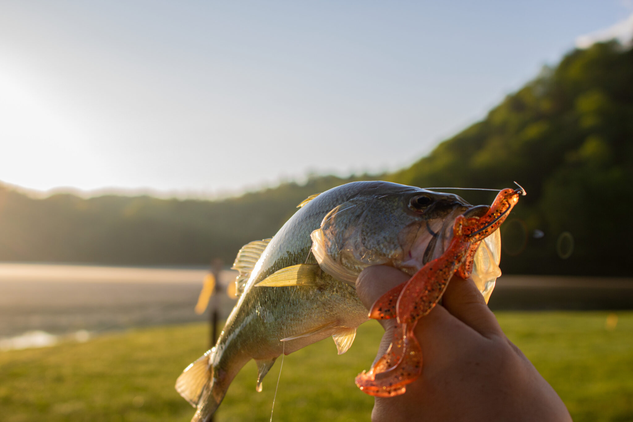 The Science Behind What Bass See and How to Choose Your Lures