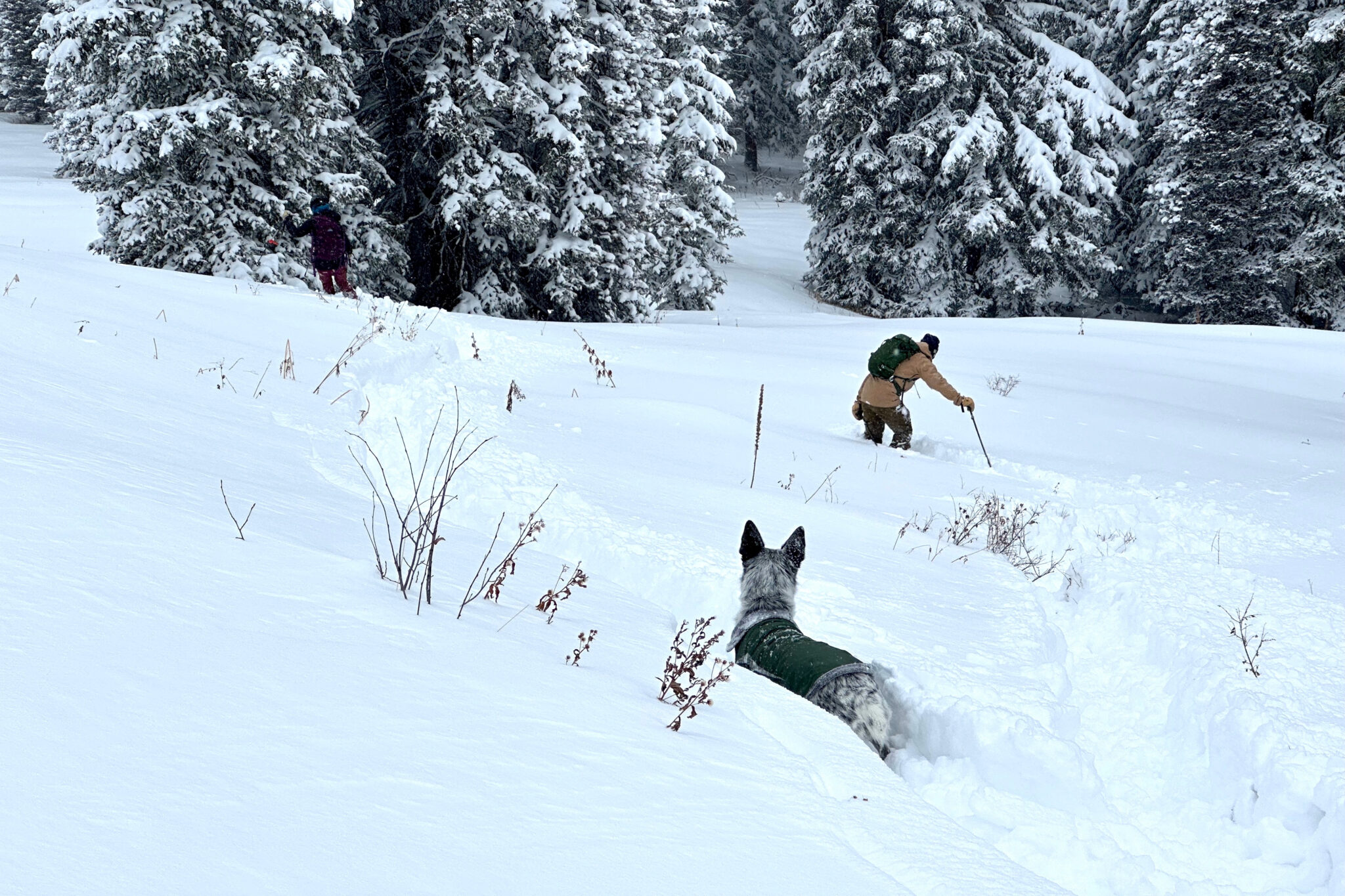 How to Ski With Dogs: Tips, Tricks From an Avi Rescue K9 Trainer