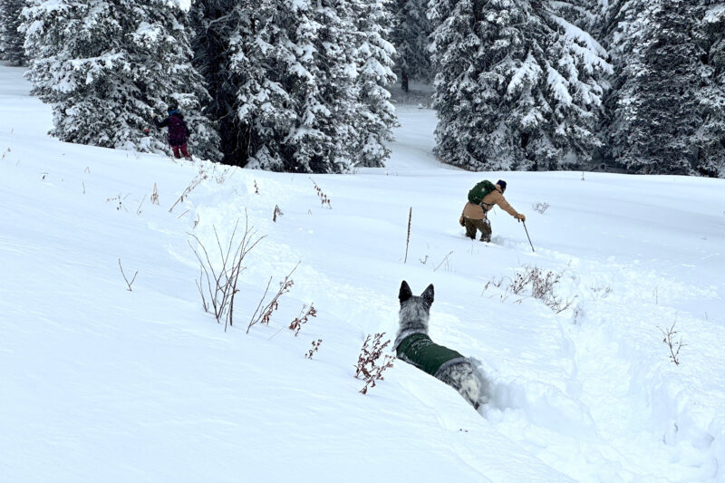 How to Ski With Dogs: Tips, Tricks From an Avi Rescue K9 Trainer