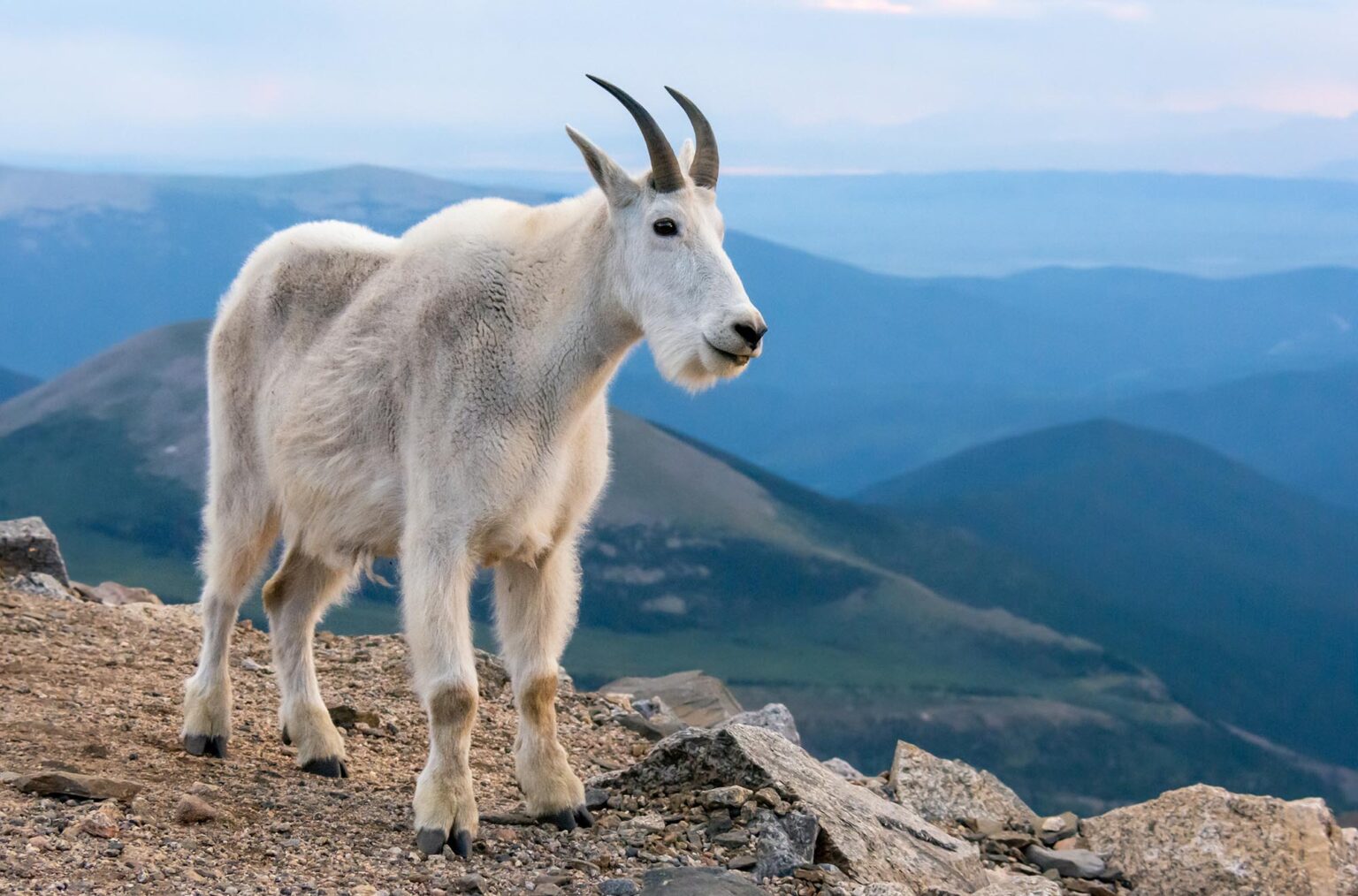 Goat Triggers Avalanche, Takes ‘Significant’ 1,000-Foot Ride in Big Sky ...