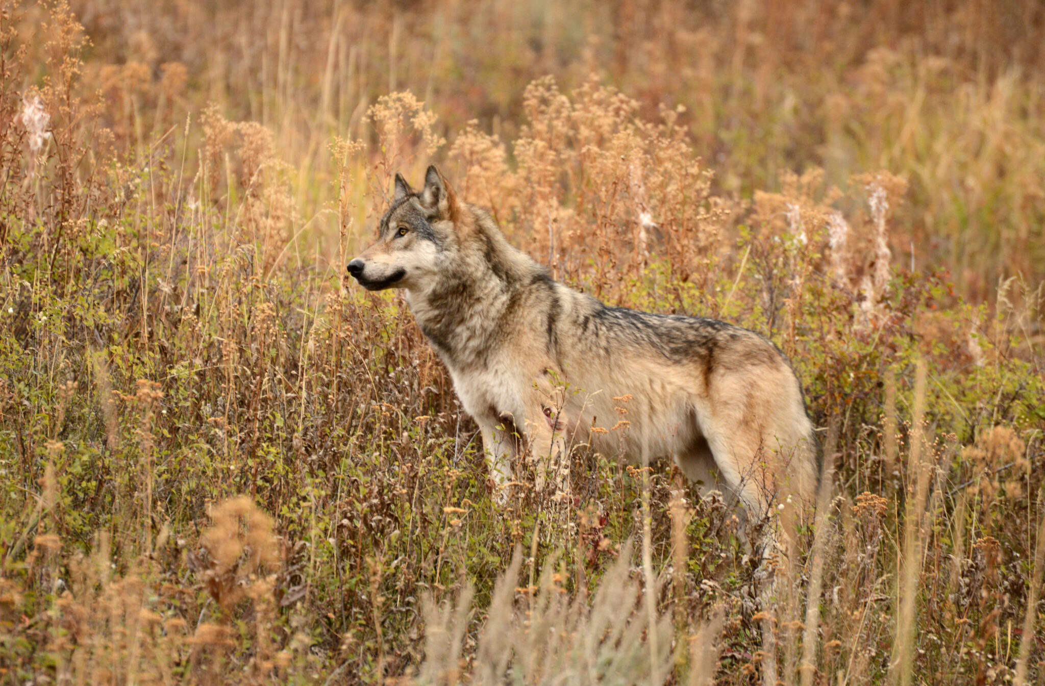 Wolves Return to Colorado as Early as Monday: Impacts on Hunting Weighed