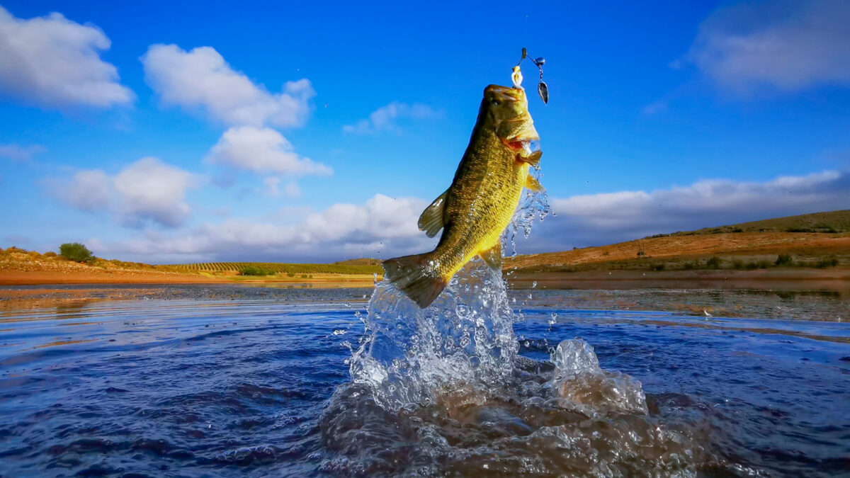The Science Behind What Bass See and How to Choose Your Lures
