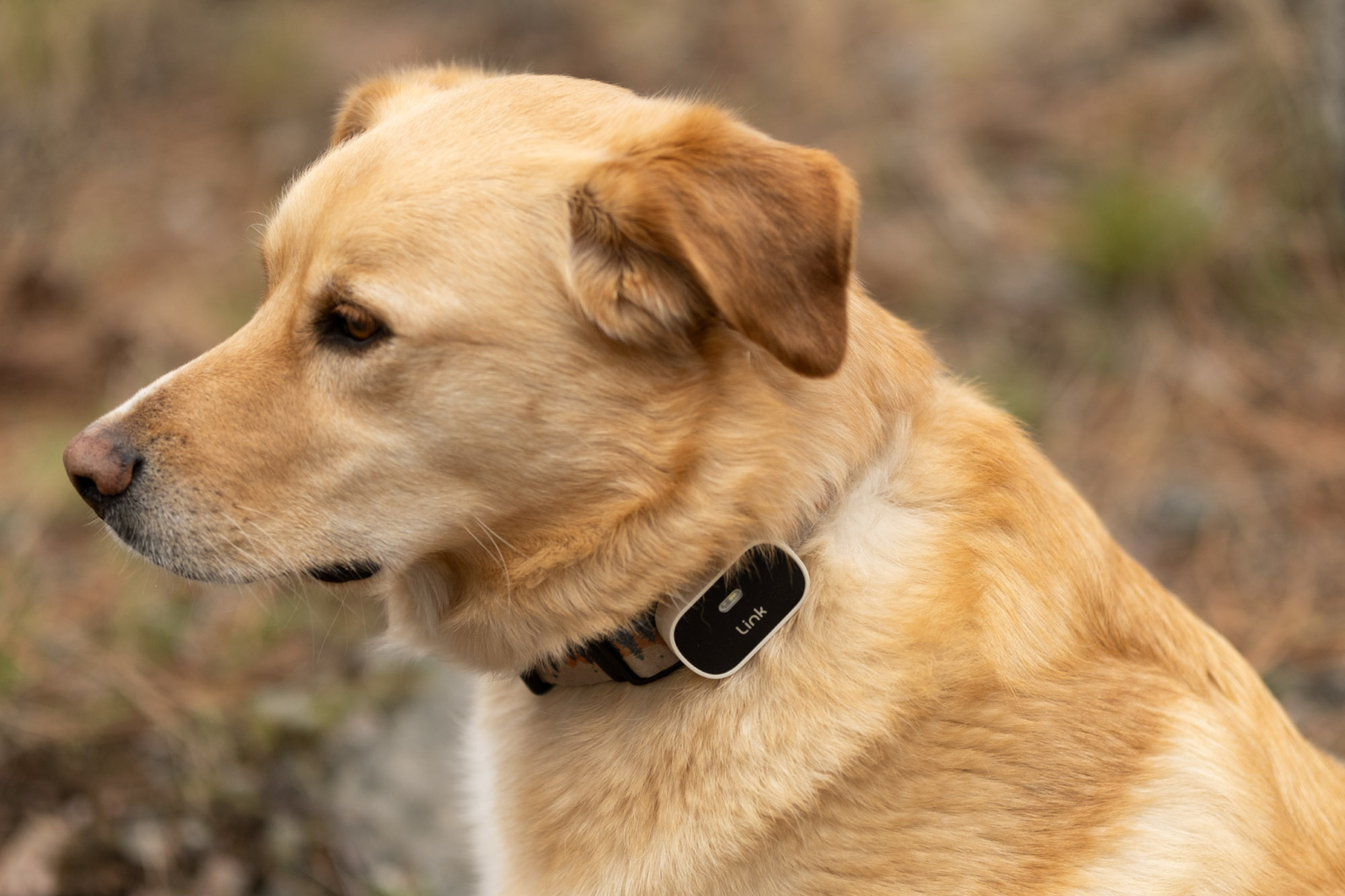 The Best Dog GPS Trackers of 2025 | GearJunkie Tested