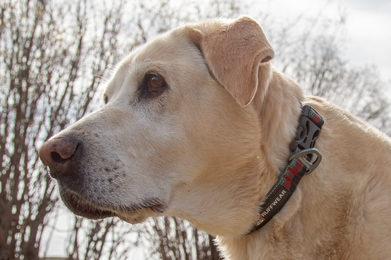 The Best Dog Collars of 2025 | GearJunkie Tested